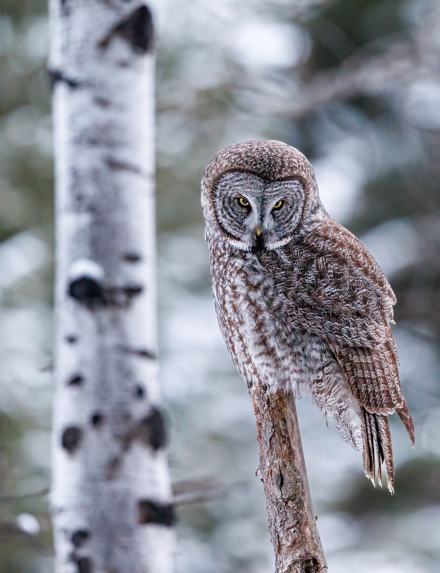 Owl Sense Example Projects